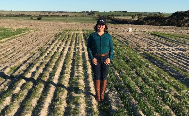 Partner Profile: Southern Cross University – Soil CRC