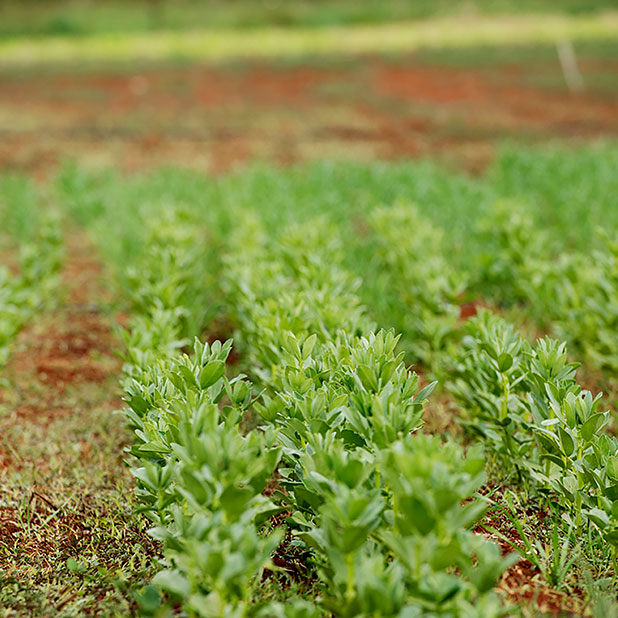 Evaluation of innovative microbial carrier products – Soil CRC