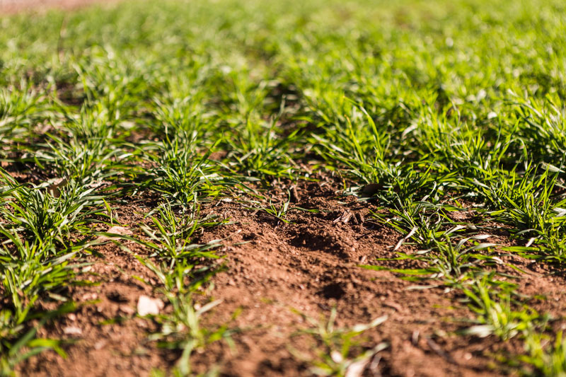 New amendments for improving soil structure – Soil CRC