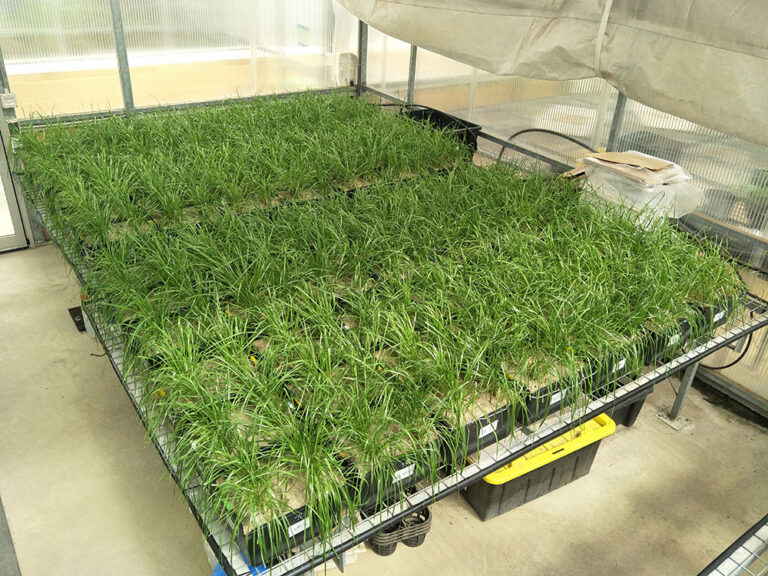 Organic and clay amendments to improve the productivity of sandy soils ...